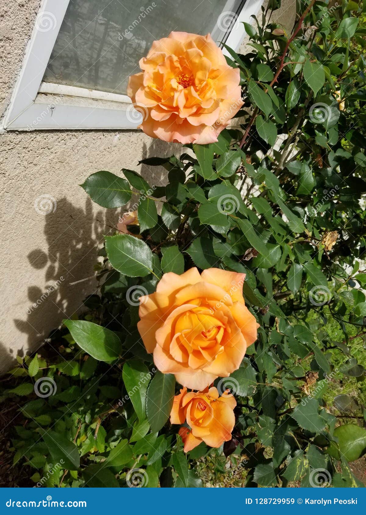 Drei orange Rosen stockbild. Bild von drei, orange, blätter - 128729959