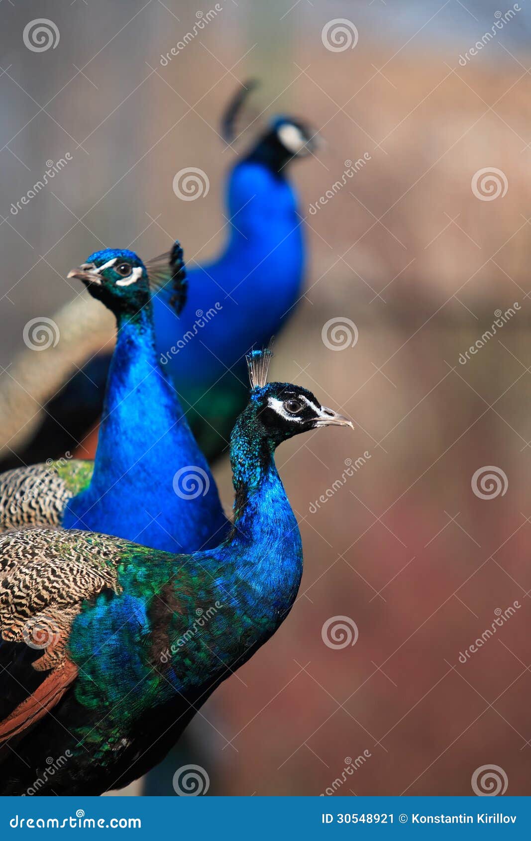 Drei Pfaus stockbild. Bild von fauna, wildnis, paar, pfau - 30548921