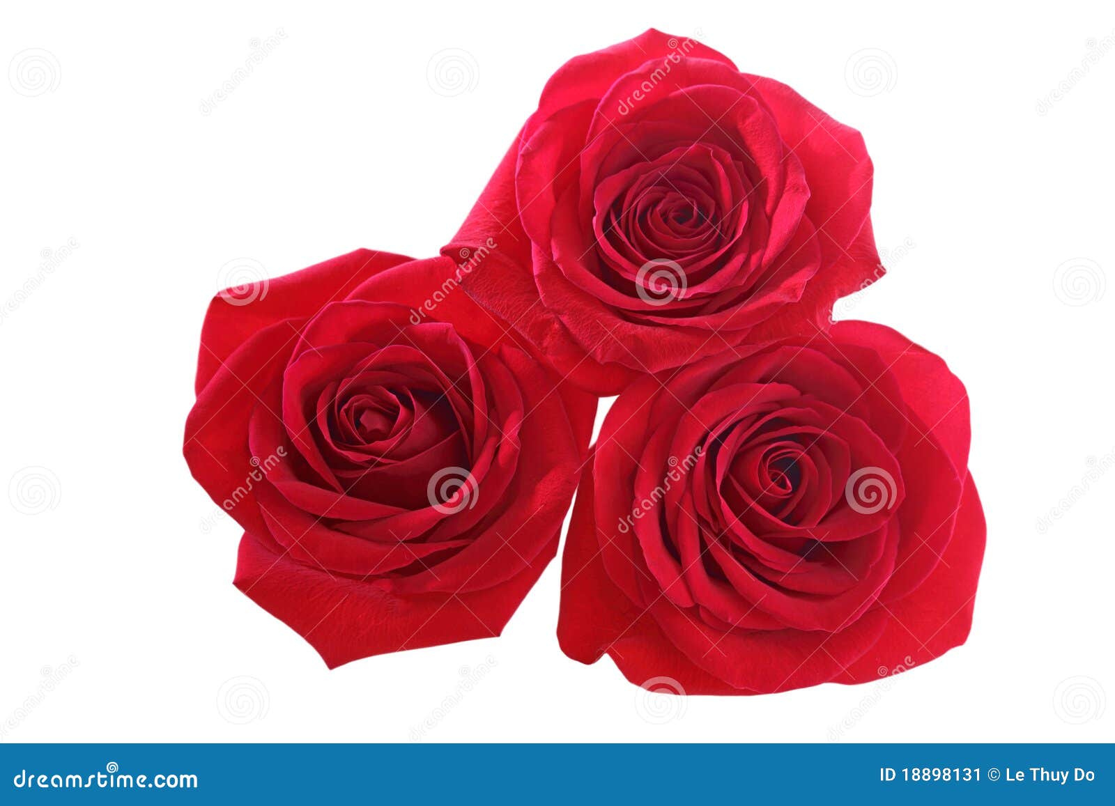 Drei Rosen stockbild. Bild von geschenk, blatt, makro - 18898131