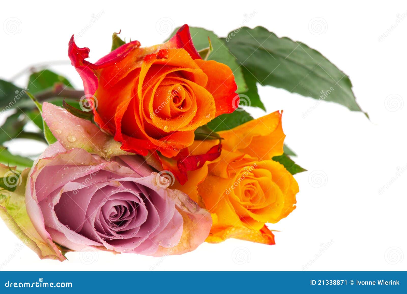Drei Rosen in Den Verschiedenen Farben Stockbild - Bild von nave ...