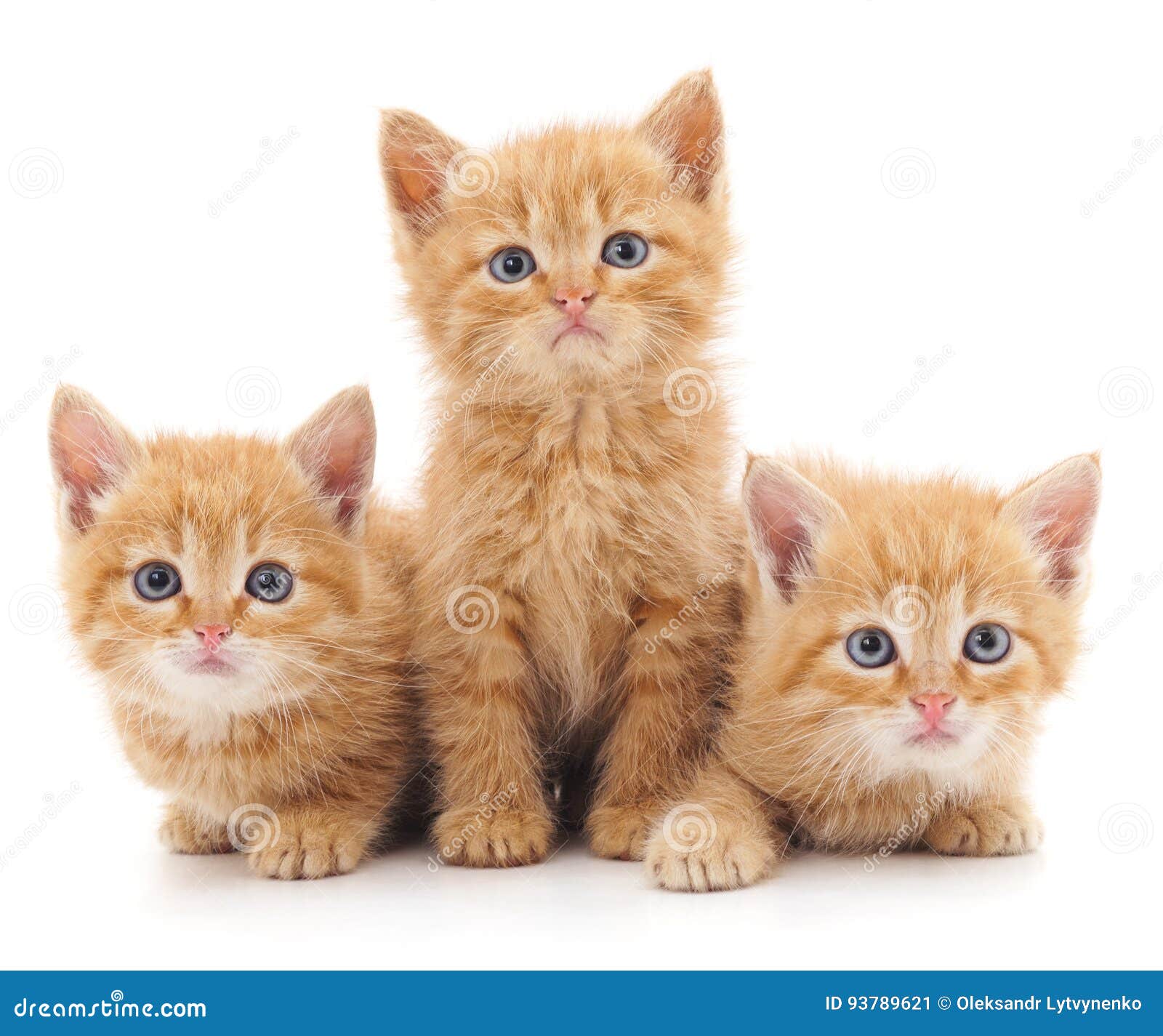 Drei rote Katzen stockbild. Bild von nett, kinder, inländisch - 93789621
