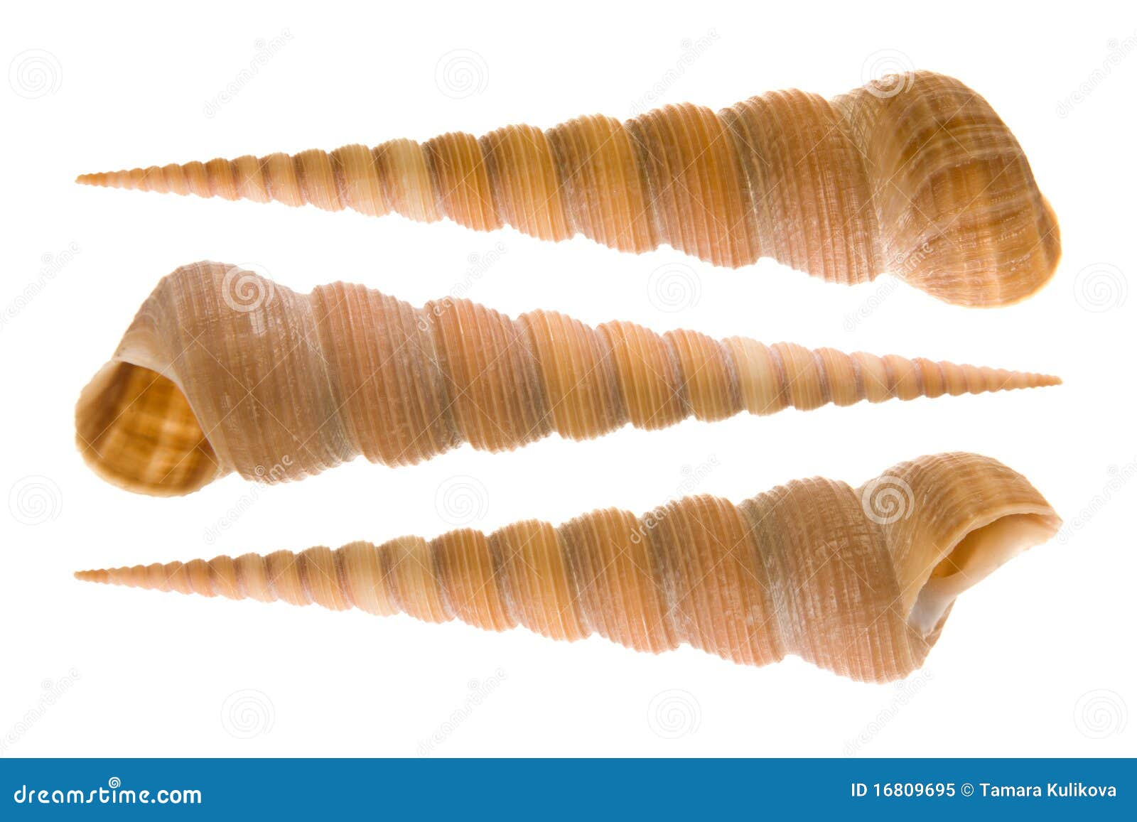 Drei Schöne Turitella Shells Stockbild - Bild von drehkopf, schön: 16809695