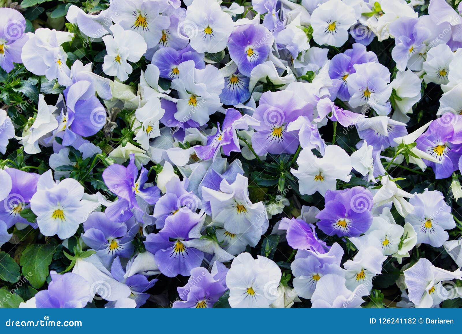 Dreifarbige Blumen Der Viola Im Garten Stockfoto - Bild von gruppe ...