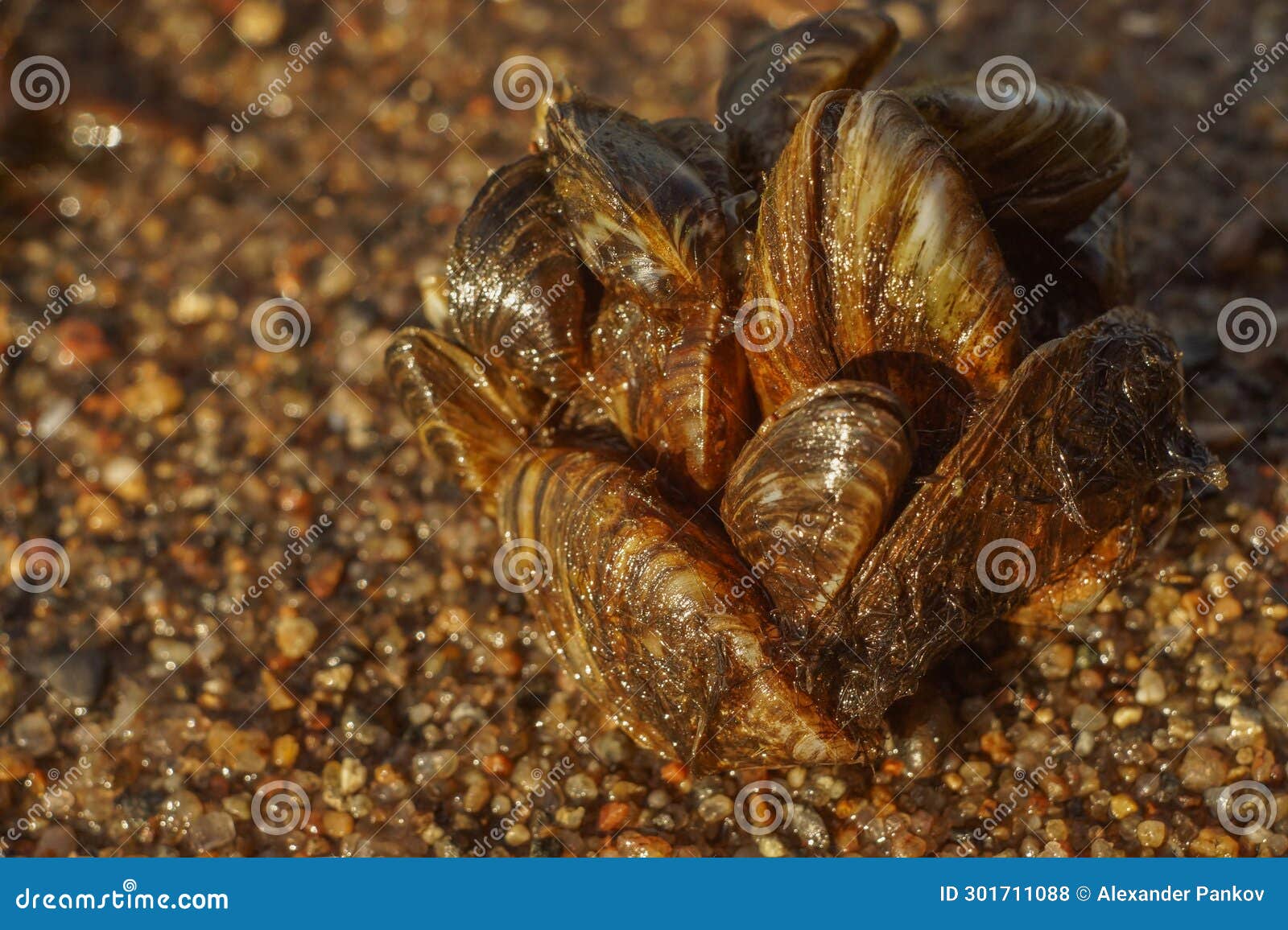Dreissena Polymorpha Shells Stock Photo - Image of mussels, mussel ...