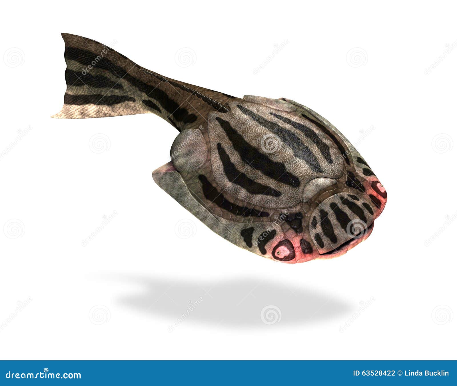 Drepanaspis - Prehistoric Fish Stock Illustration - Illustration of ...