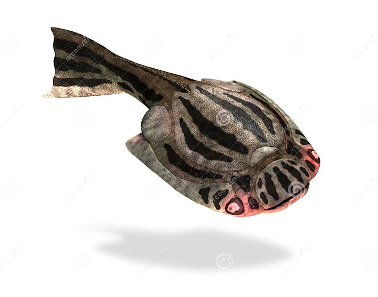 Drepanaspis - Prehistoric Fish Stock Illustration - Illustration of ...