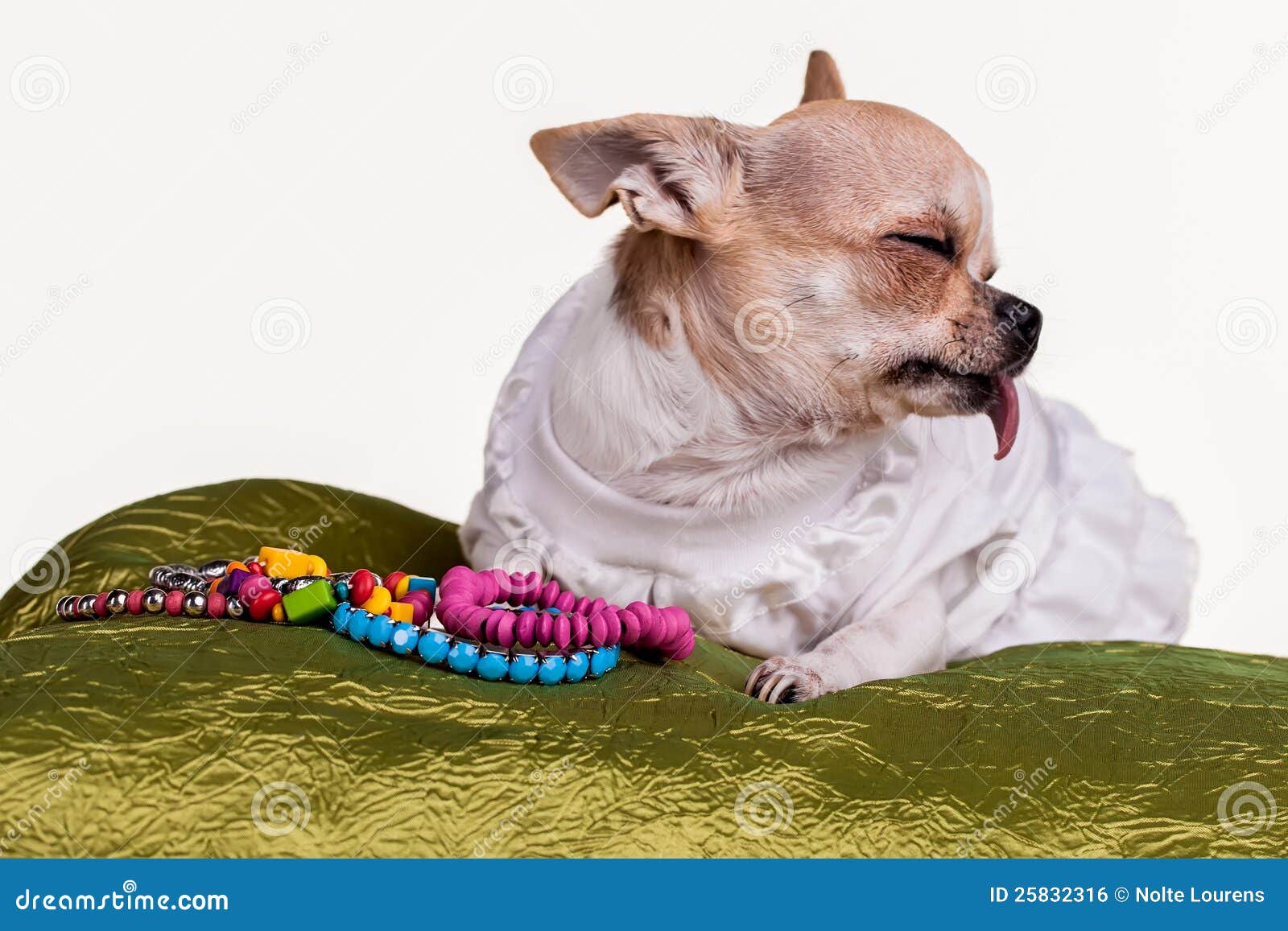 Dress up time stock photo. Image of nice, brown, adorable - 25832316