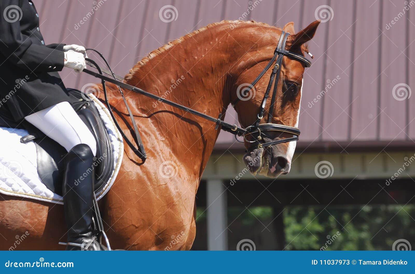 Dressage Horse And Rider In Black Uniform Royalty-Free Stock ...