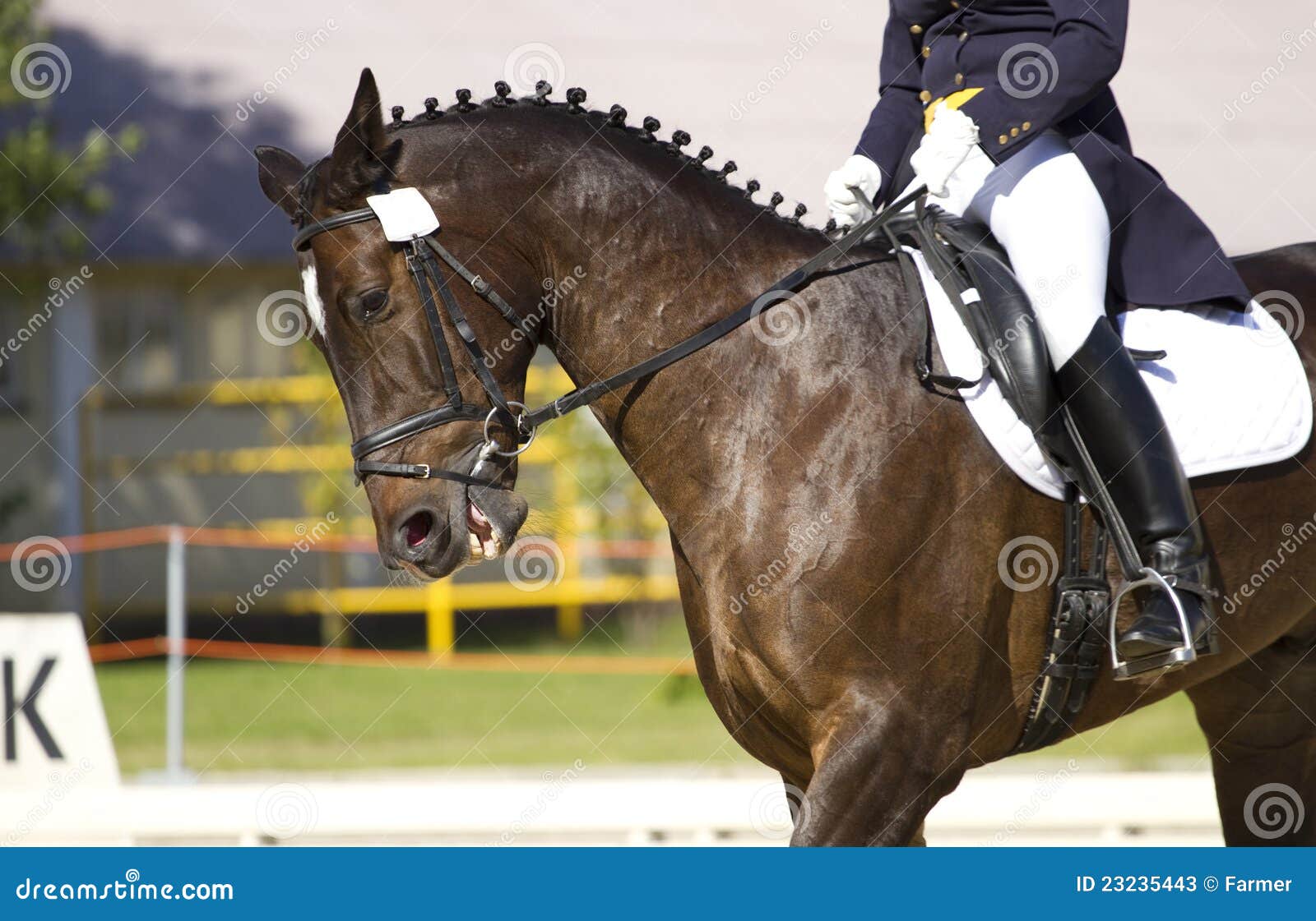 Dressage horse stock image. Image of racehorse, outside - 23235443