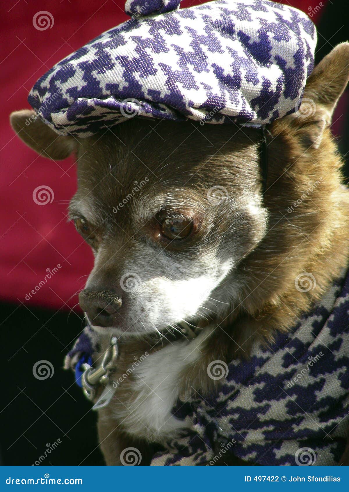 255 English Gentleman Dog Photos - Free & Royalty-Free Stock Photos ...