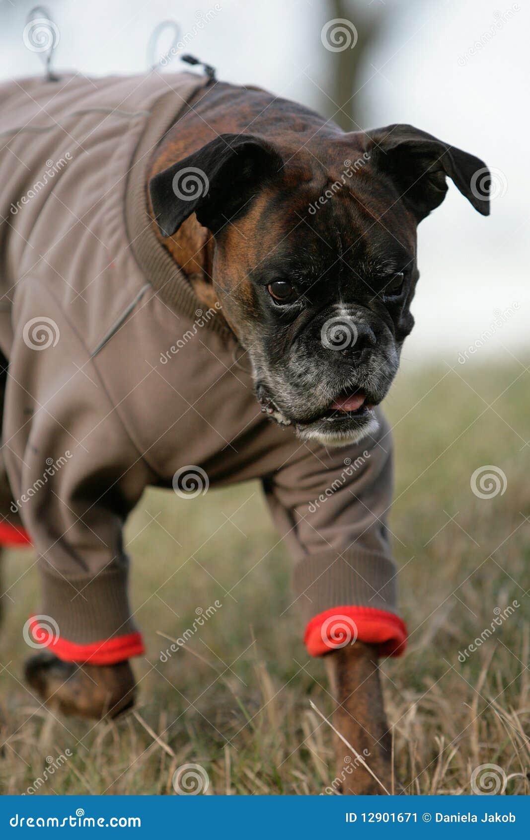 Dressed German boxer dog stock image. Image of action - 12901671