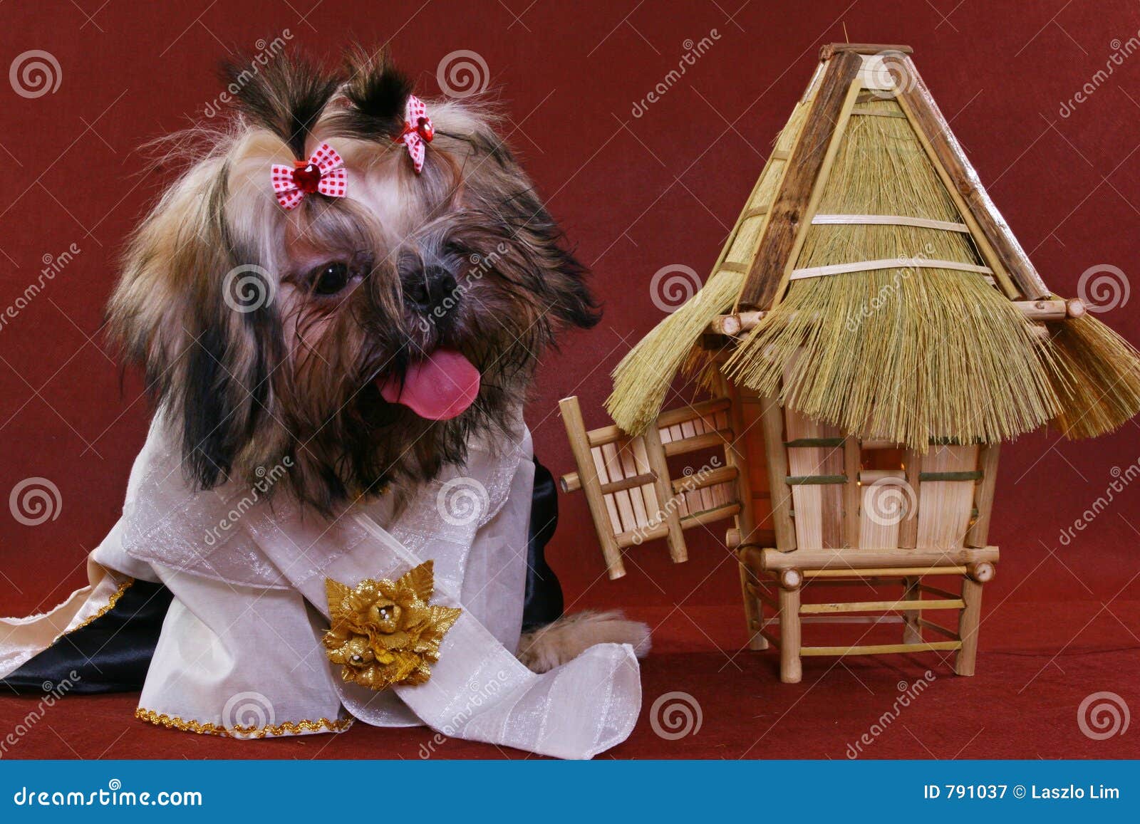 Dressed shih-tzu stock image. Image of furry, shih, animal - 791037
