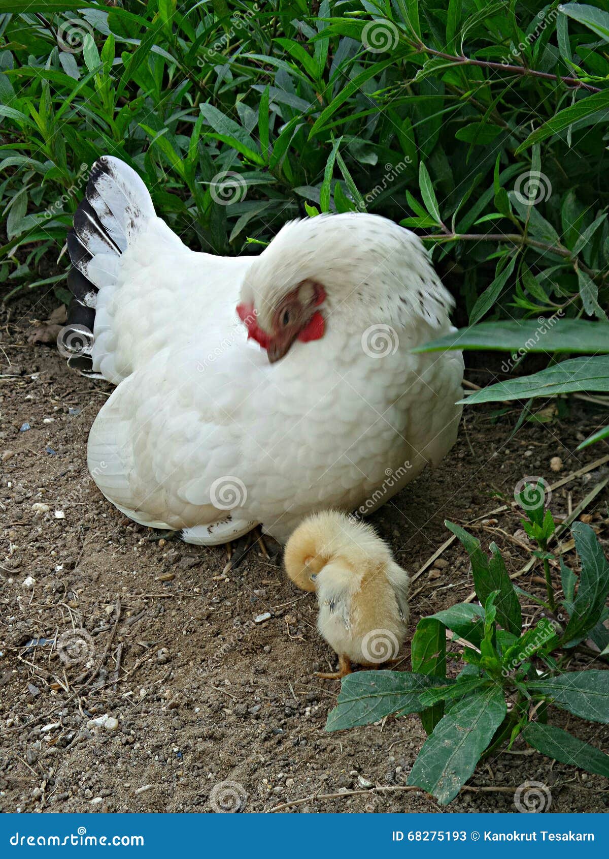 Dressing White Mother Hen and Her Chick Stock Image - Image of sample ...