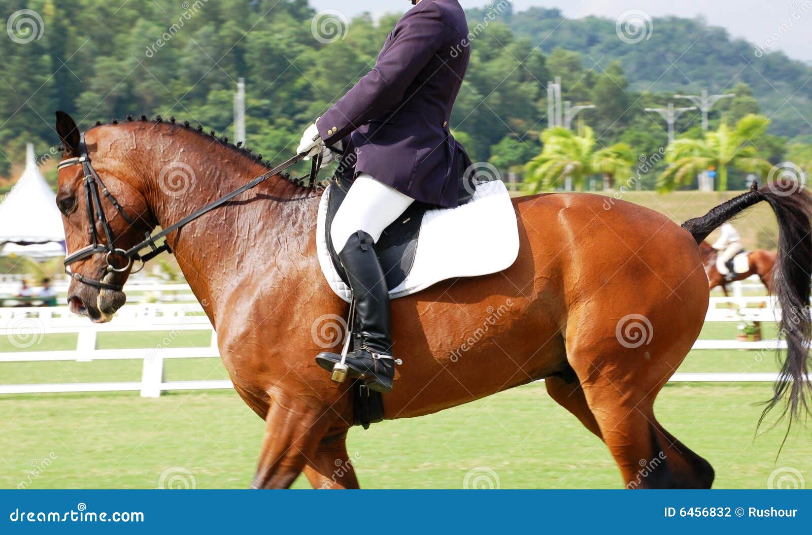 Dressuur stock foto. Image of paarden, zadel, sporten - 6456832