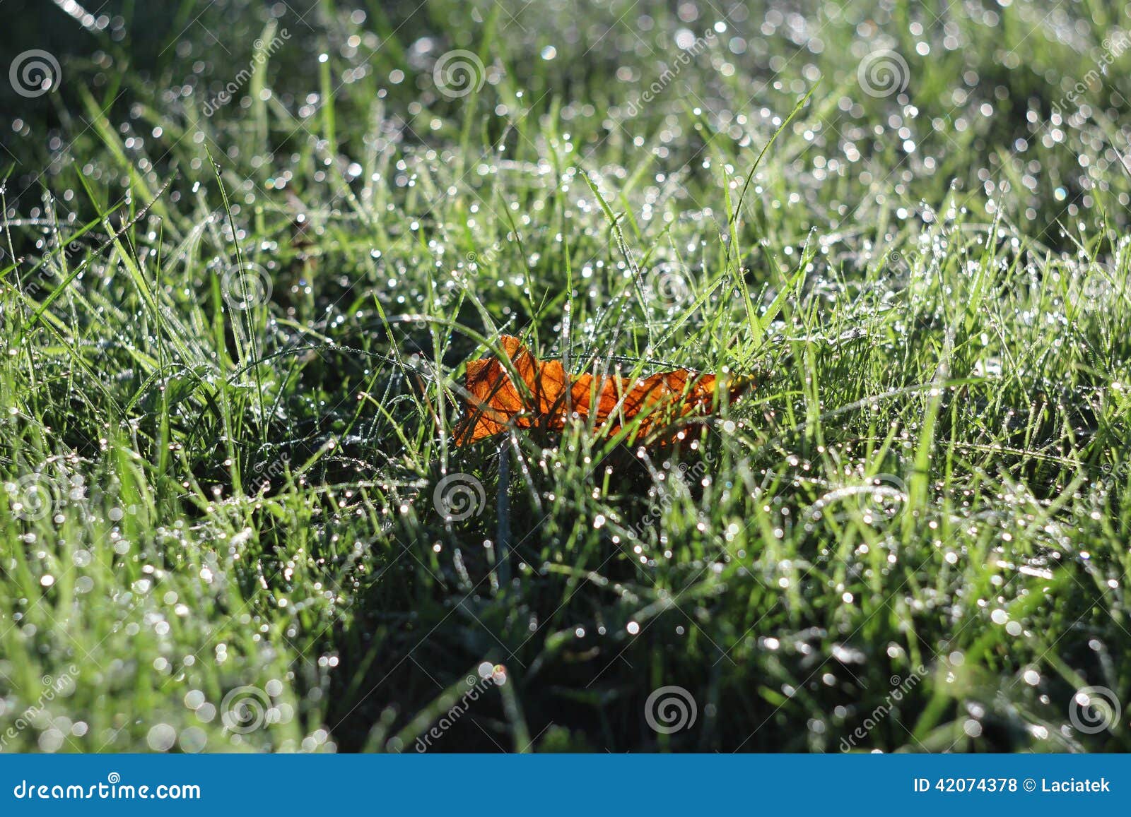 Drew in grass stock photo. Image of macro, backgrounds - 42074378