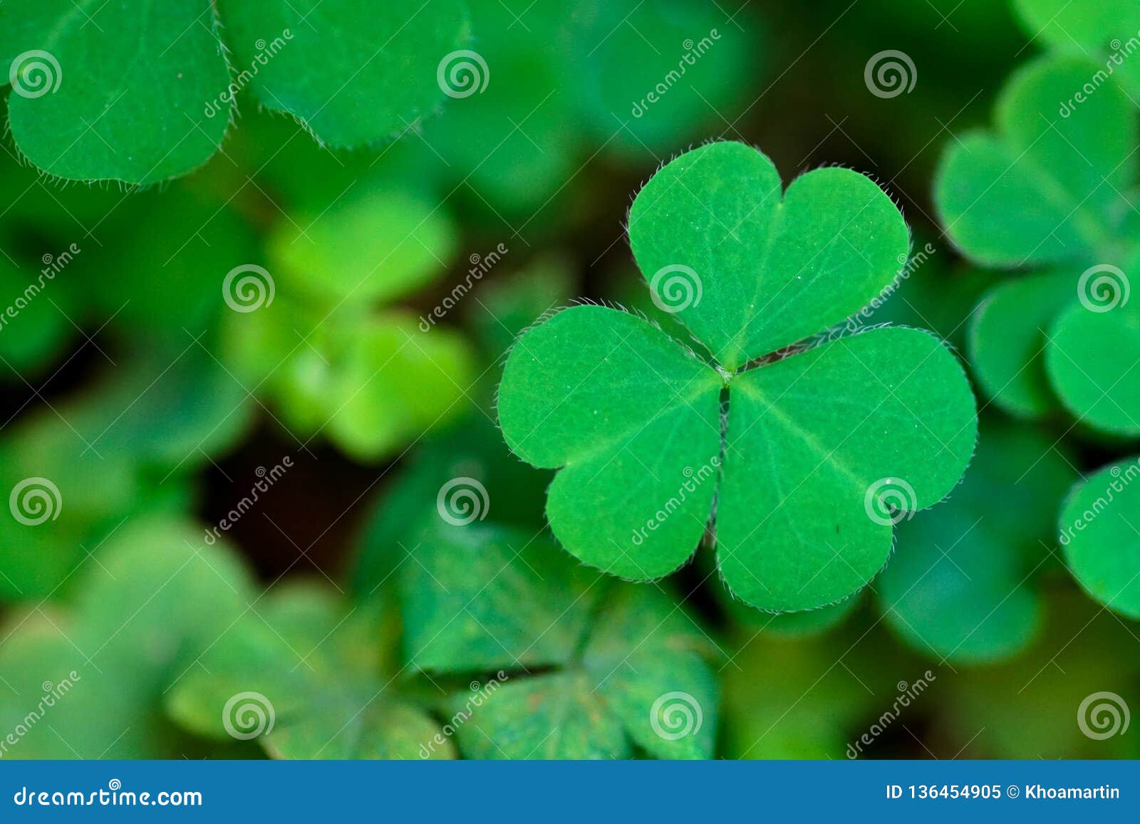 Drie Bladklaver in De Aard - Symbool Van Geluk Stock Afbeelding - Image ...