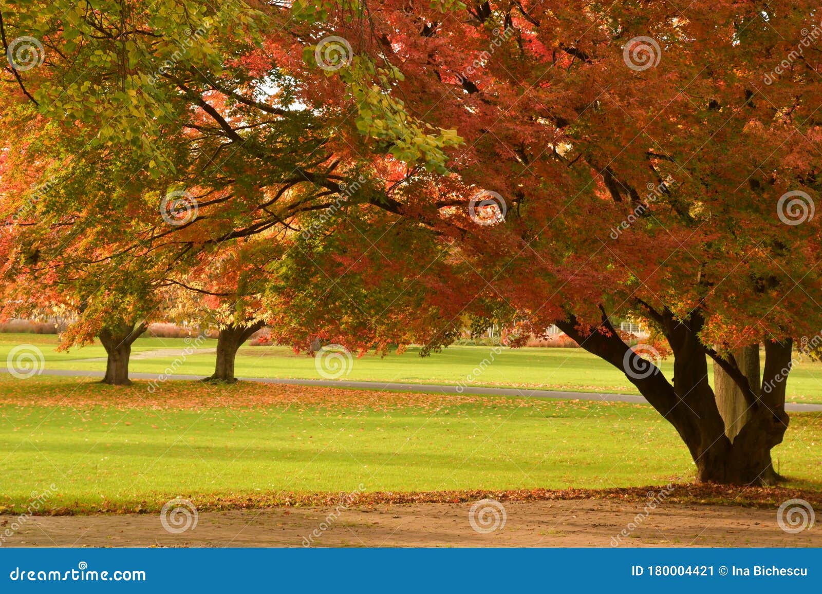 Drie Bomen Vol Herfstgroen Op Groen Beemdje Stock Afbeelding - Image of ... Drie Bomen Vol Herfstgroen Op Groen Beemdje Stock Afbeelding - Image of ...