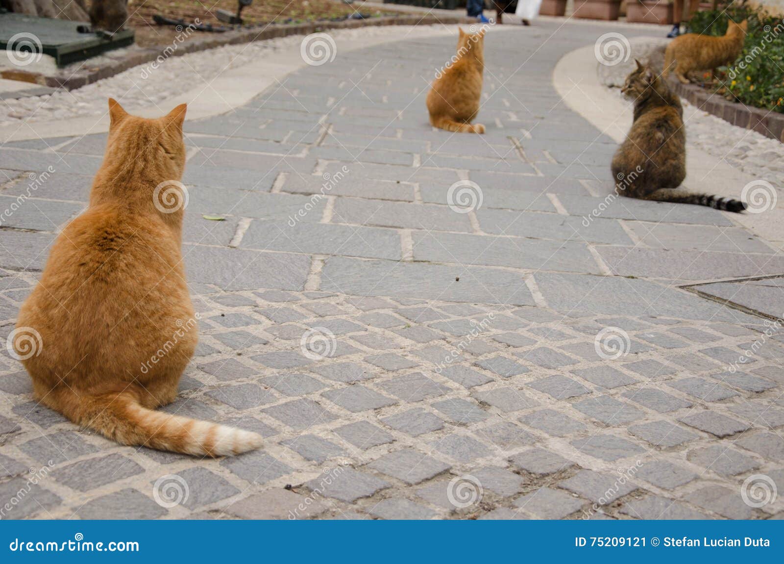 Drie Bruine Katten Die in Dezelfde Positie Zitten Stock Afbeelding ...