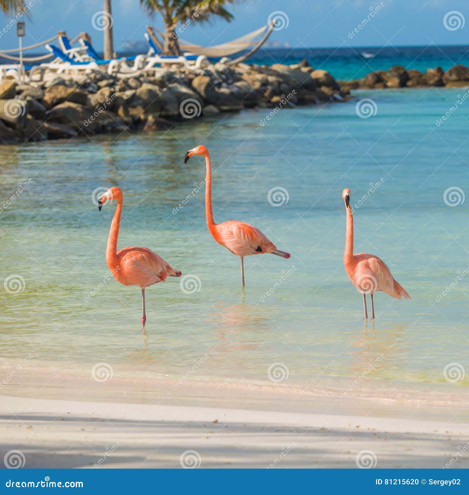 Drie Flamingo's Op Het Strand Stock Foto - Image of hoofd, veer: 81215620