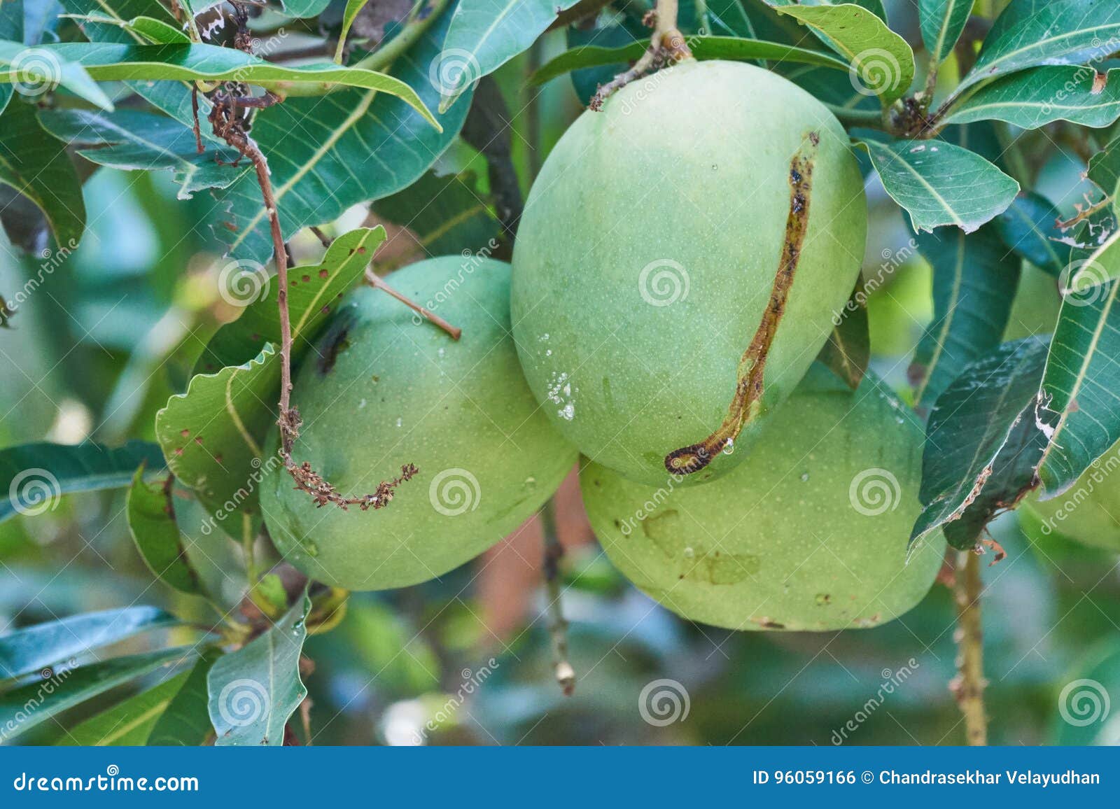 Drie Groene Mango's Die Van Een Boom Hangen Stock Foto - Image of mango ...