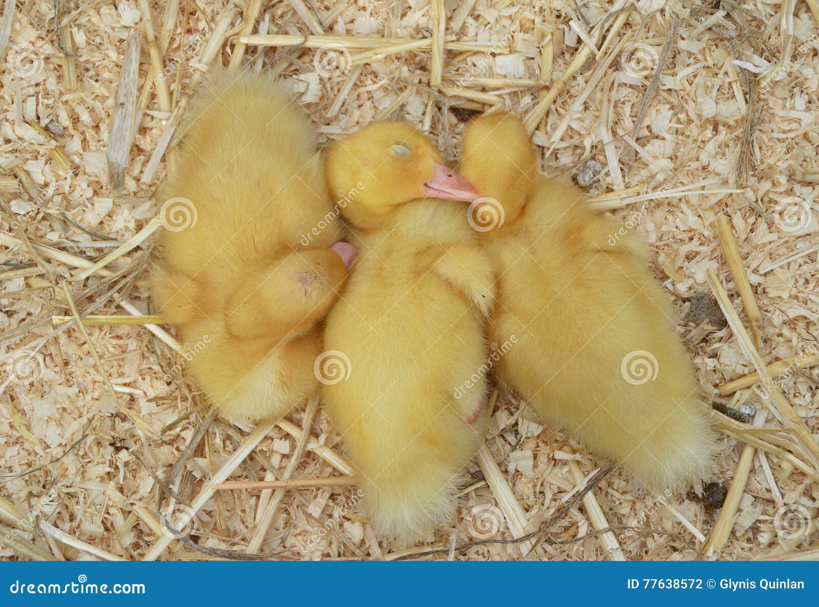 Drie het slapen eendjes stock foto. Image of drie, pluizig - 77638572