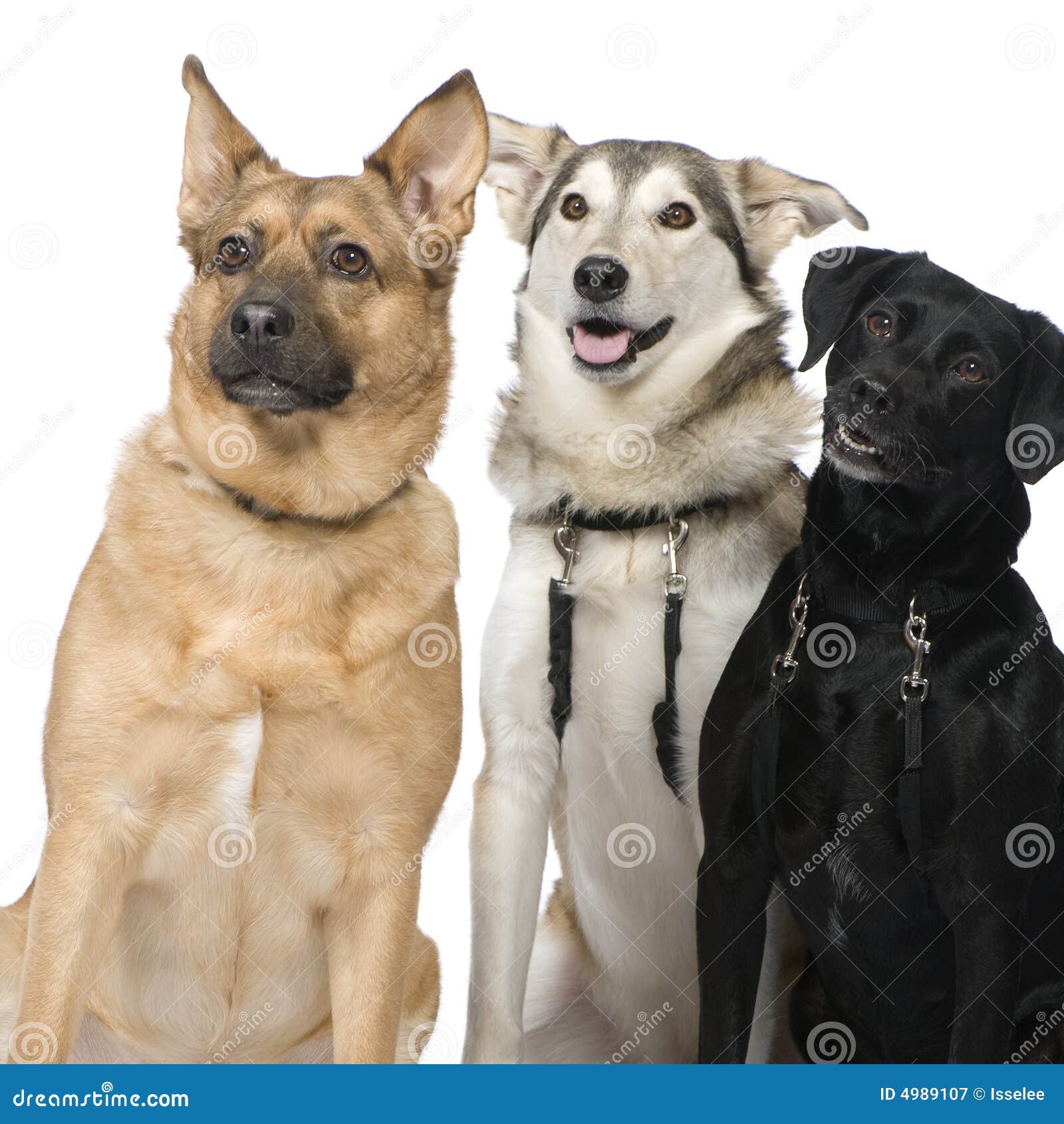 Drie Honden Van De Kruising Stock Afbeelding - Image of hond, wachten ...