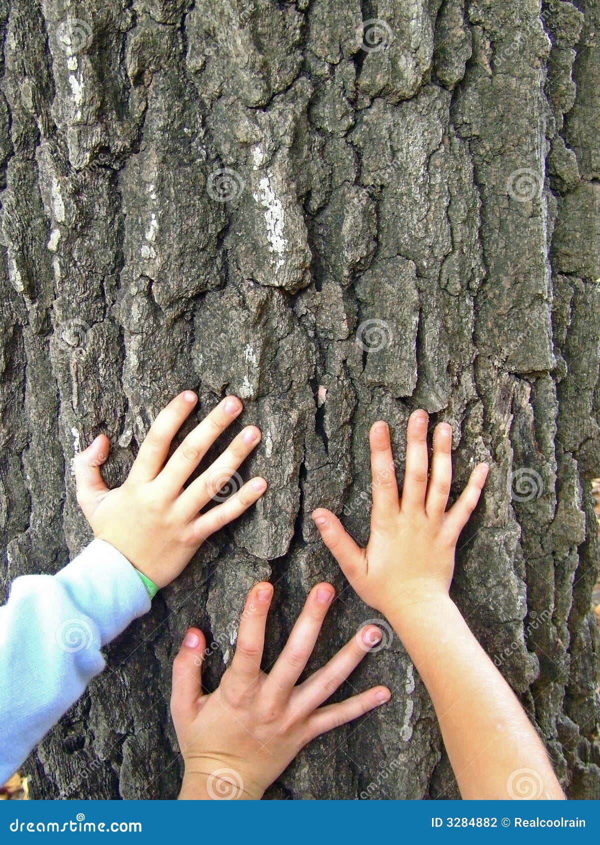 Drie Jonge Handen Op Een Boom Stock Foto - Image of wapens, hout: 3284882