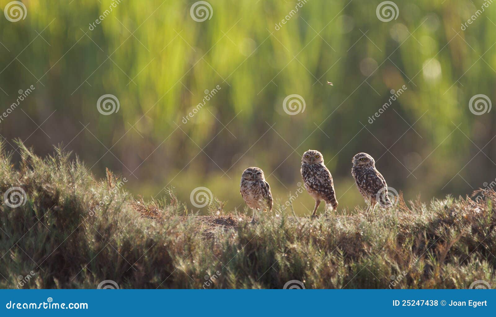 Drie Jonge uilen stock foto. Image of samen, schepsel - 25247438