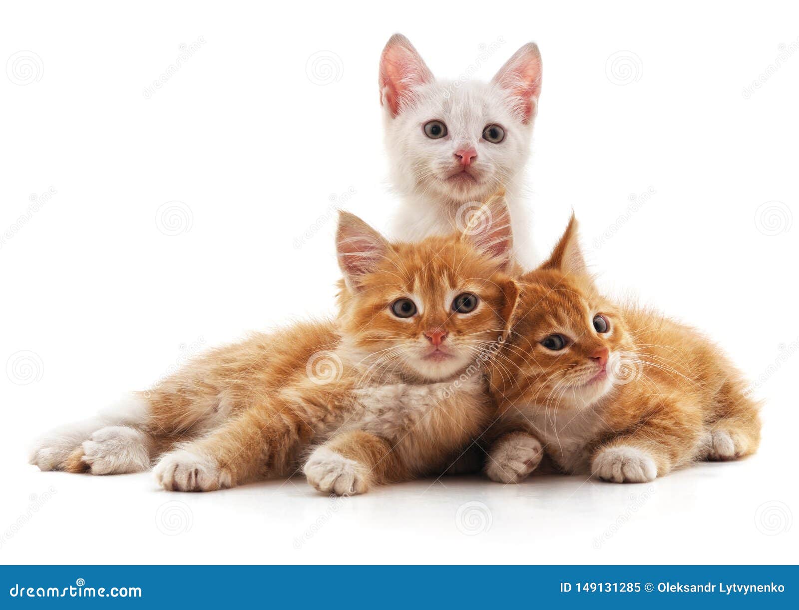 Drie kleine katten stock afbeelding. Image of vriendschap - 149131285