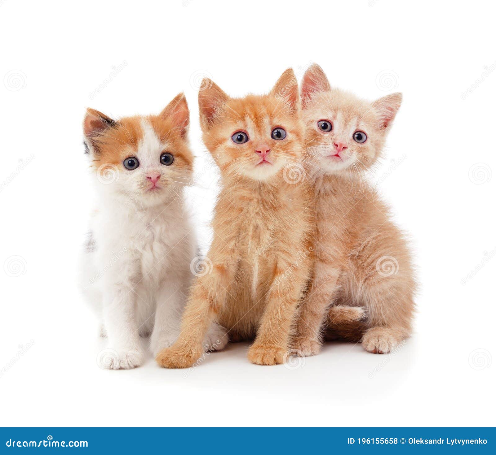 Drie kleine kittens stock foto. Image of groep, camera - 196155658