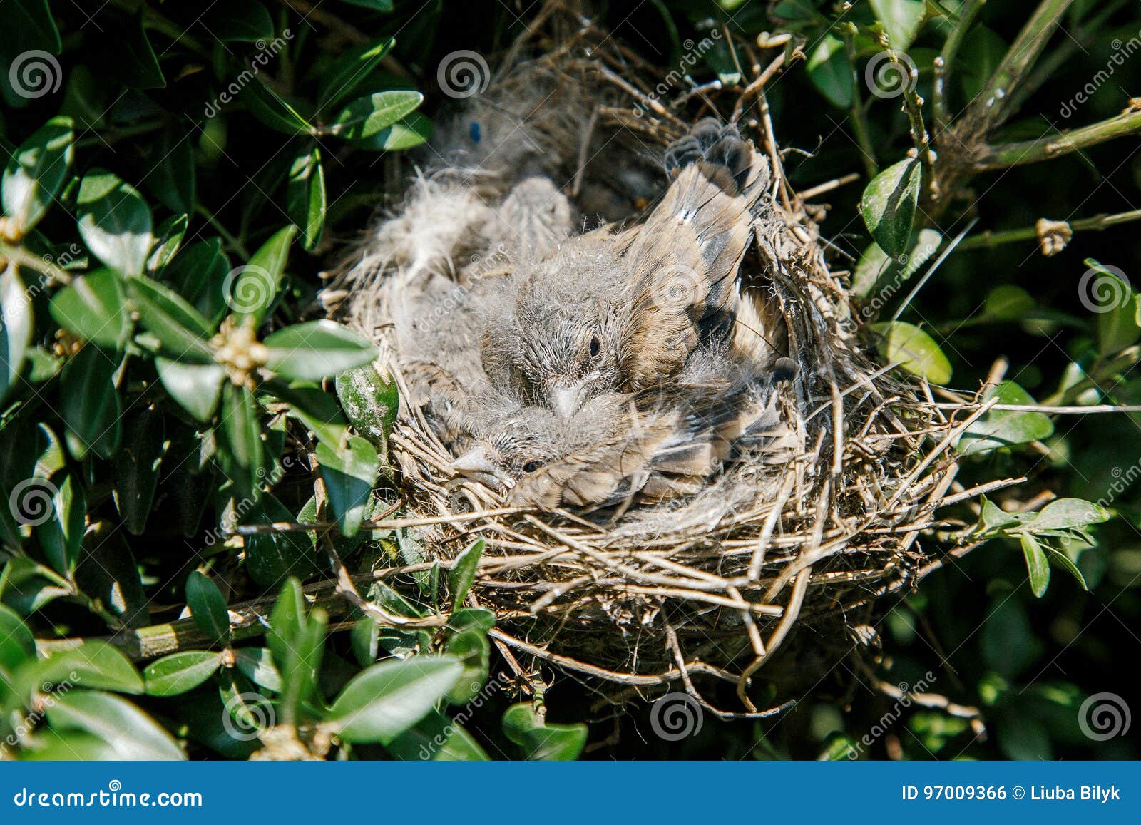 Drie kleine mussen stock foto. Image of struik, leuk - 97009366