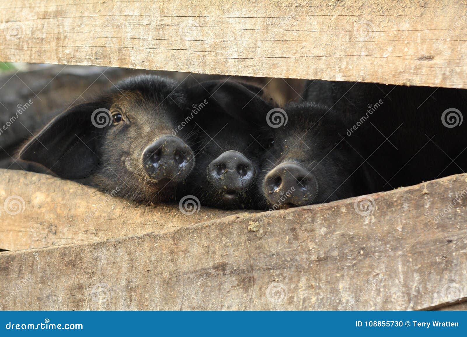 Drie Kleine Zwarte Varkens in Een Pen Stock Foto - Image of beeld ...