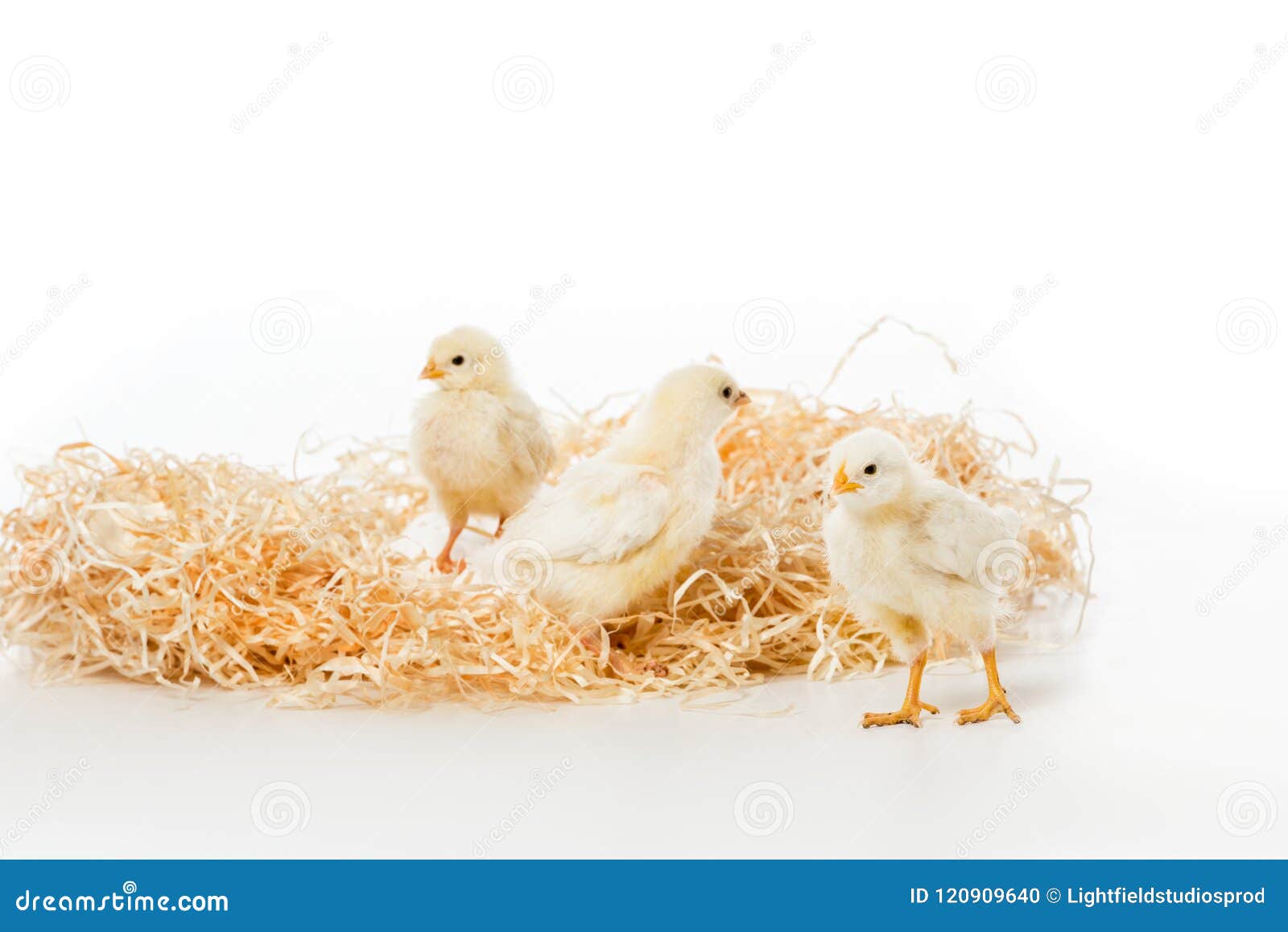 Drie Leuke Kleine Kippen Op Nest Stock Foto - Image of studio ...