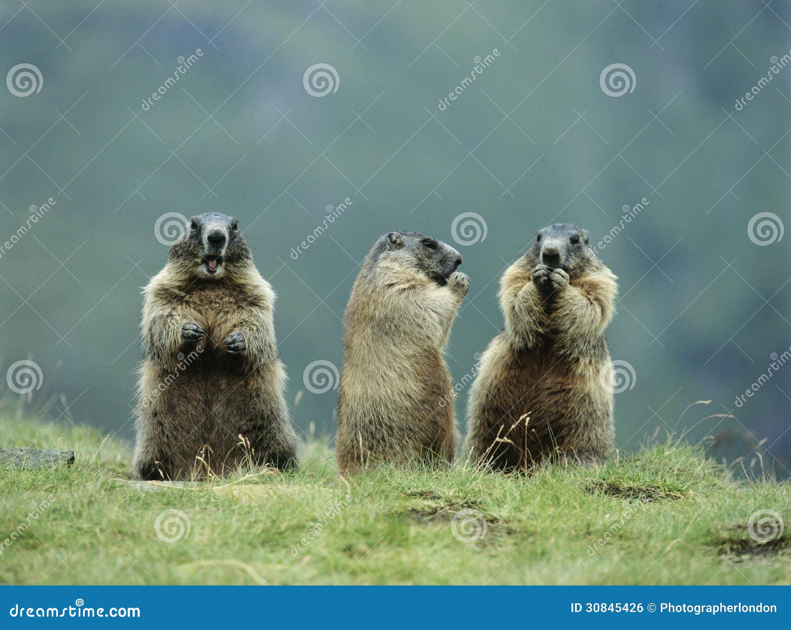 Drie Marmotten stock foto. Image of gras, dieren, marmot - 30845426