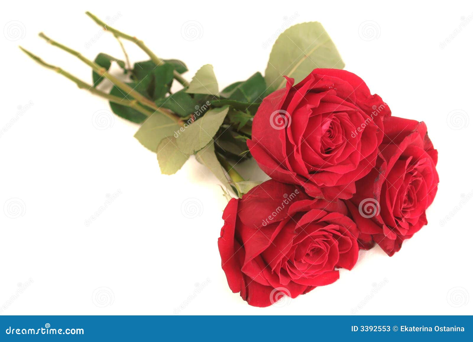 Drie mooie rode rozen stock afbeelding. Image of rood - 3392553