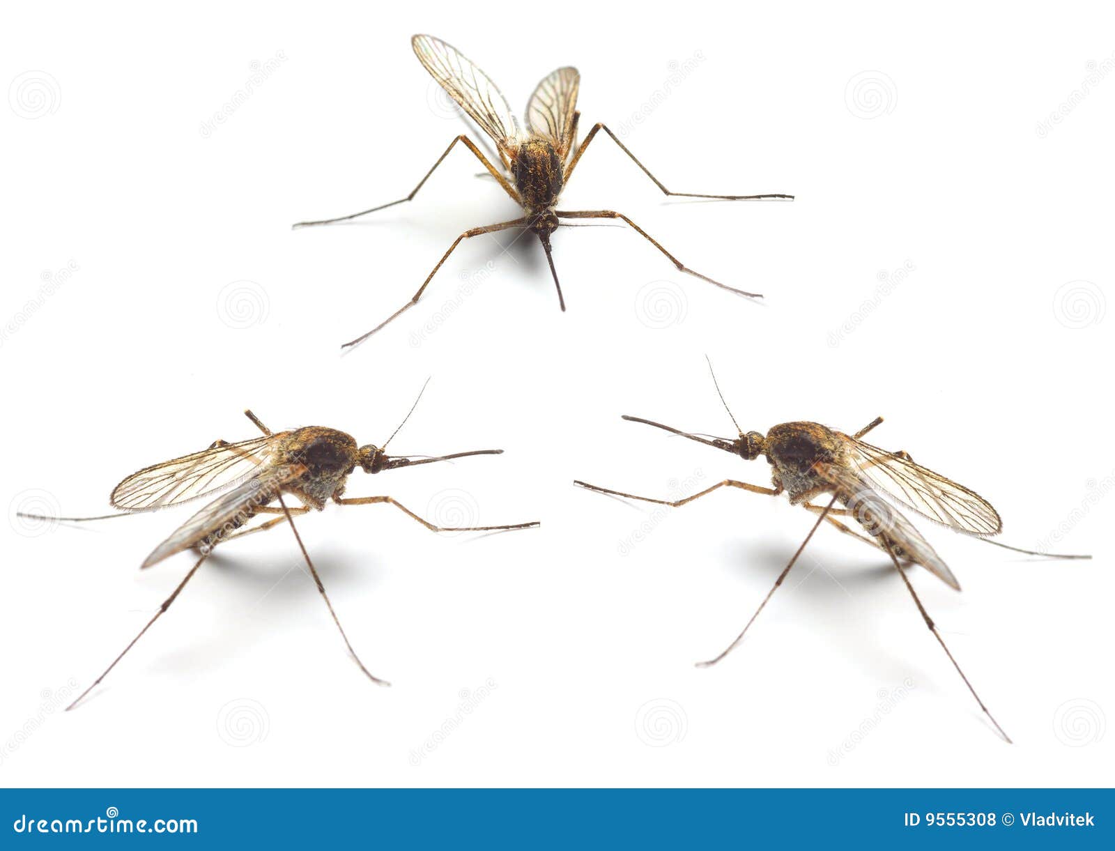 Drie Muggen Van Anofelessen Stock Foto - Image of groep, sonde: 9555308