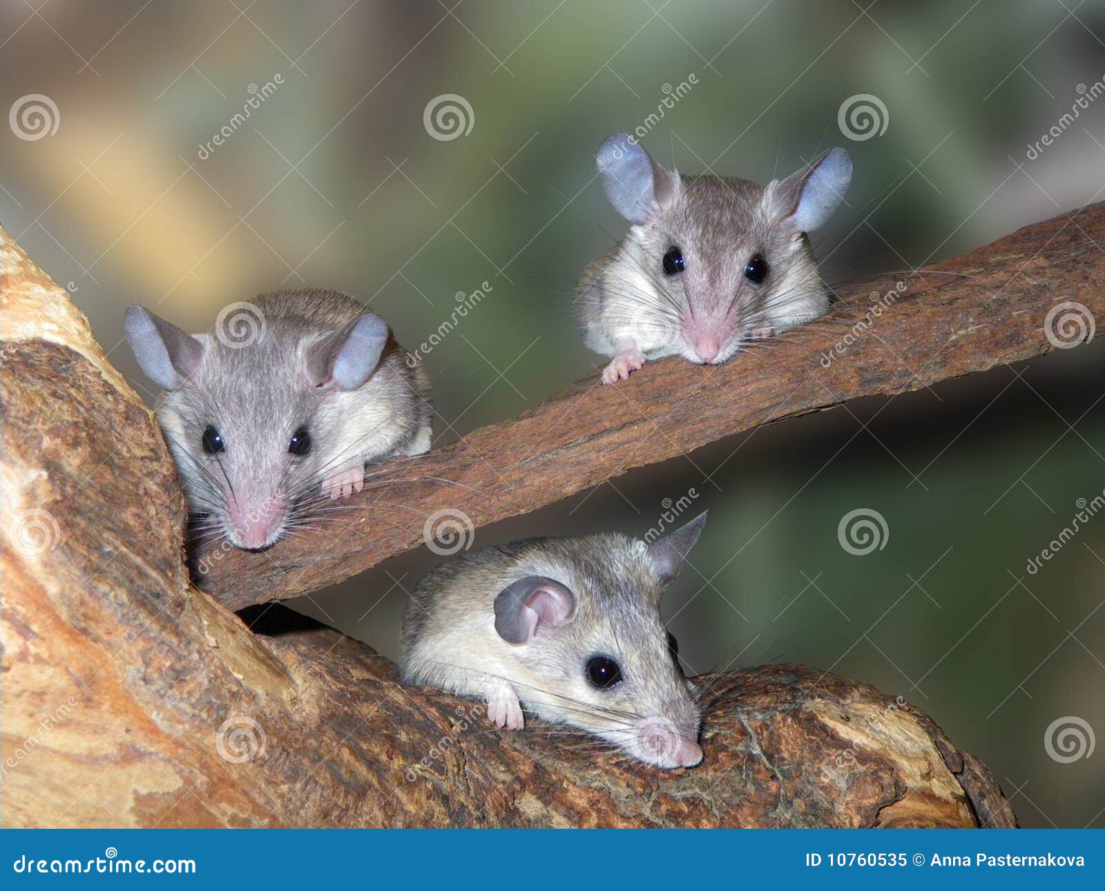 Drie muizen stock afbeelding. Image of vriendschap, voeding - 10760535