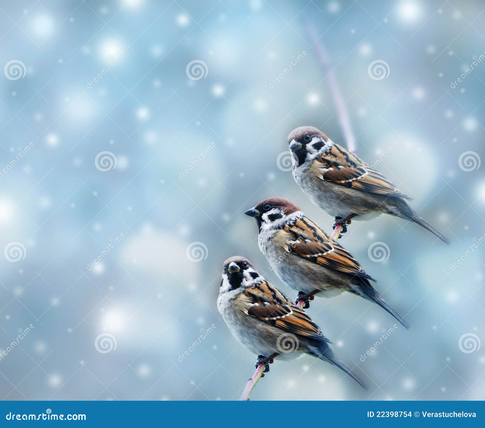 Drie mussen stock foto. Image of vogels, seizoengebonden - 22398754