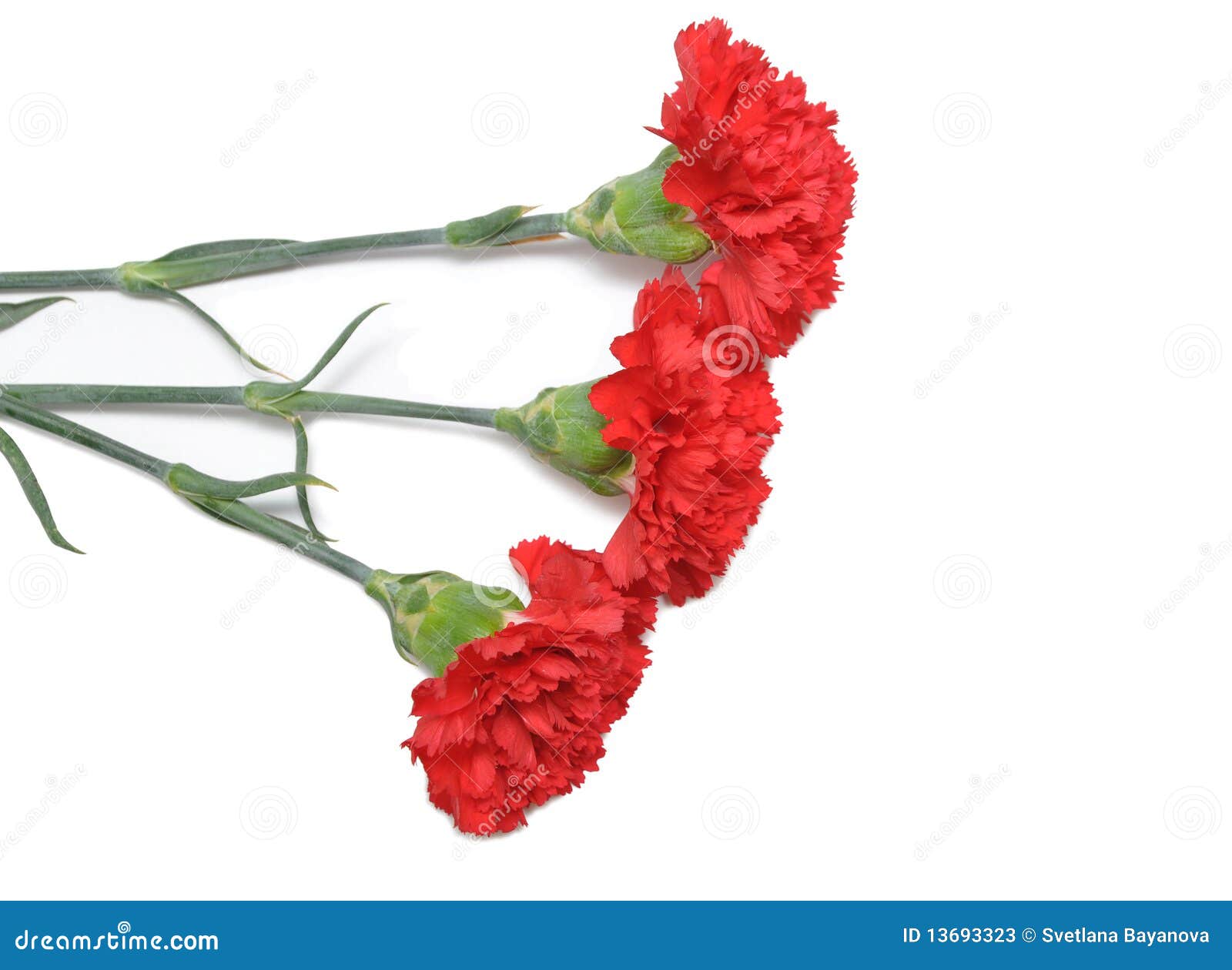 Drie rode anjers stock afbeelding. Image of bloemist - 13693323