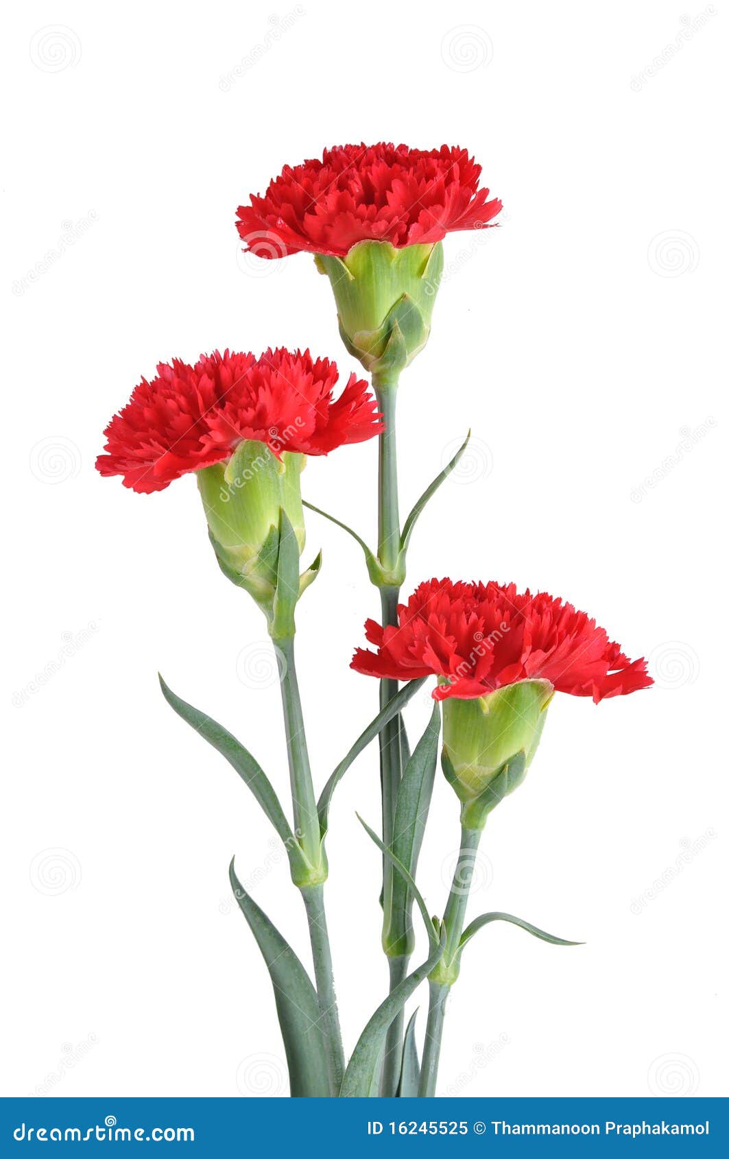 Drie Rode Anjers stock afbeelding. Image of elegant, installatie - 16245525