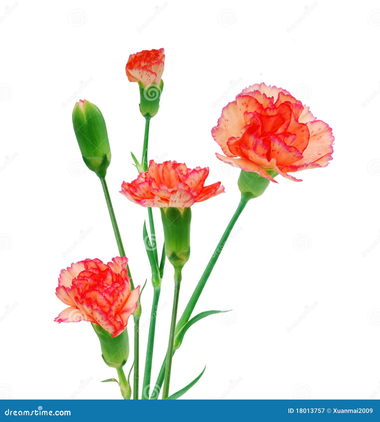 Drie Rode Anjers stock afbeelding. Image of mooi, bloemist - 18013757