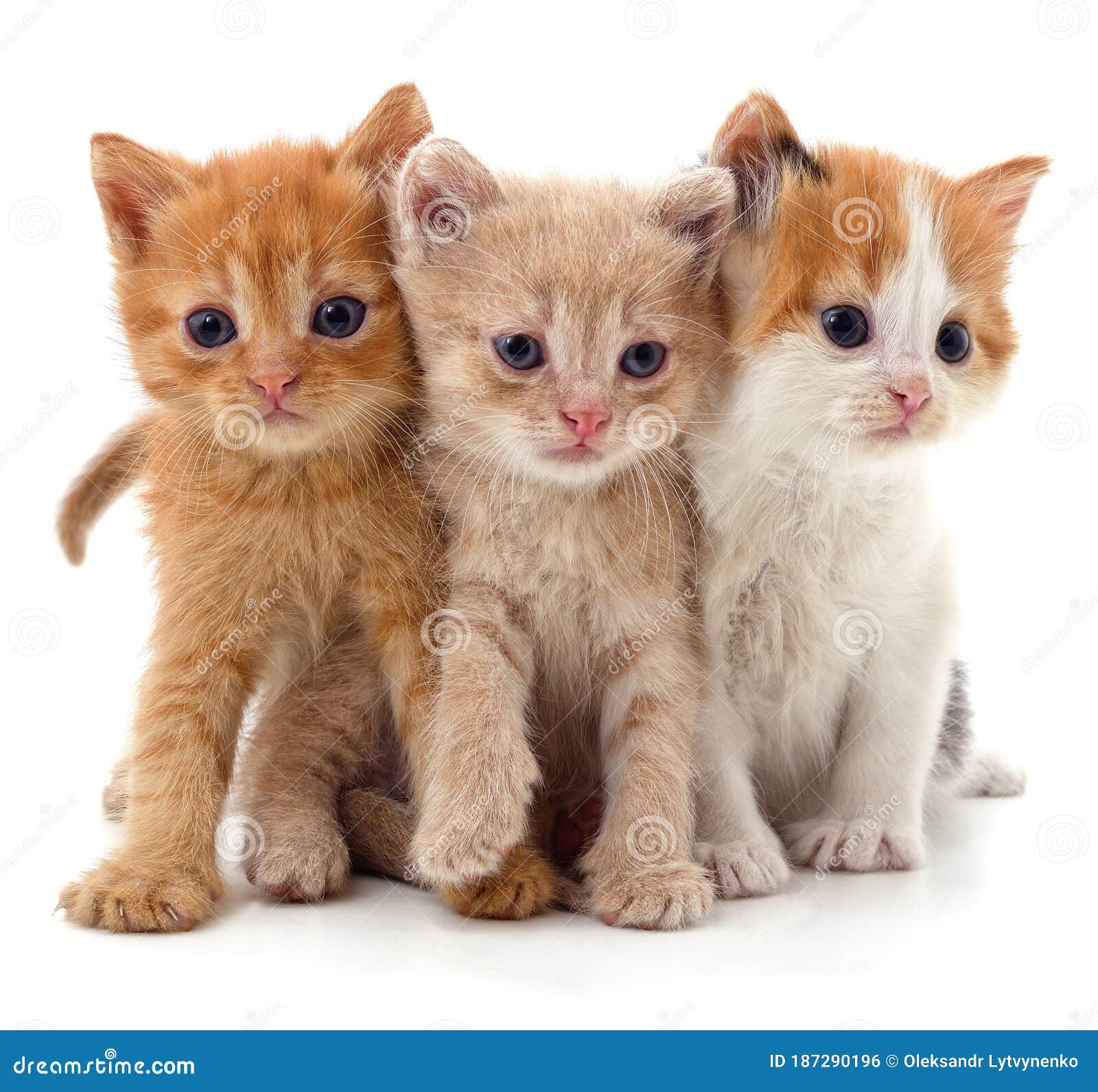 Drie rode katten stock foto. Image of mooi, vriendschap - 187290196