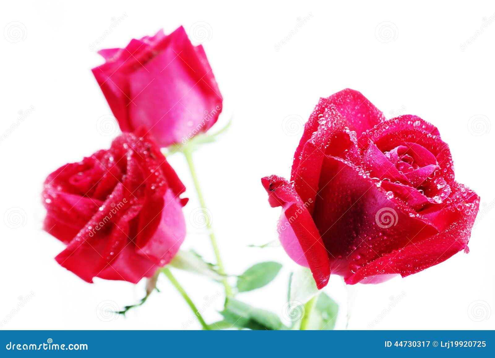 Drie rode rozen stock afbeelding. Image of begrafenis - 44730317