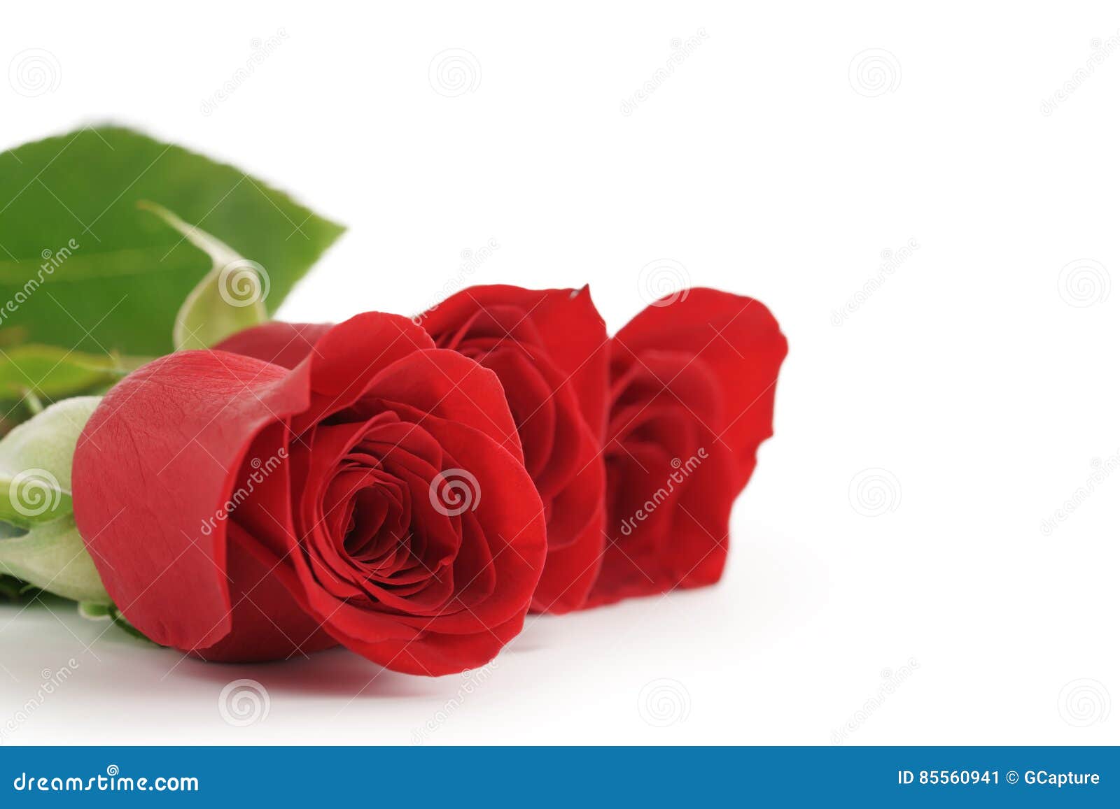 Drie Rode Rozen Op Witte Achtergrond Met Exemplaarruimte Stock ...