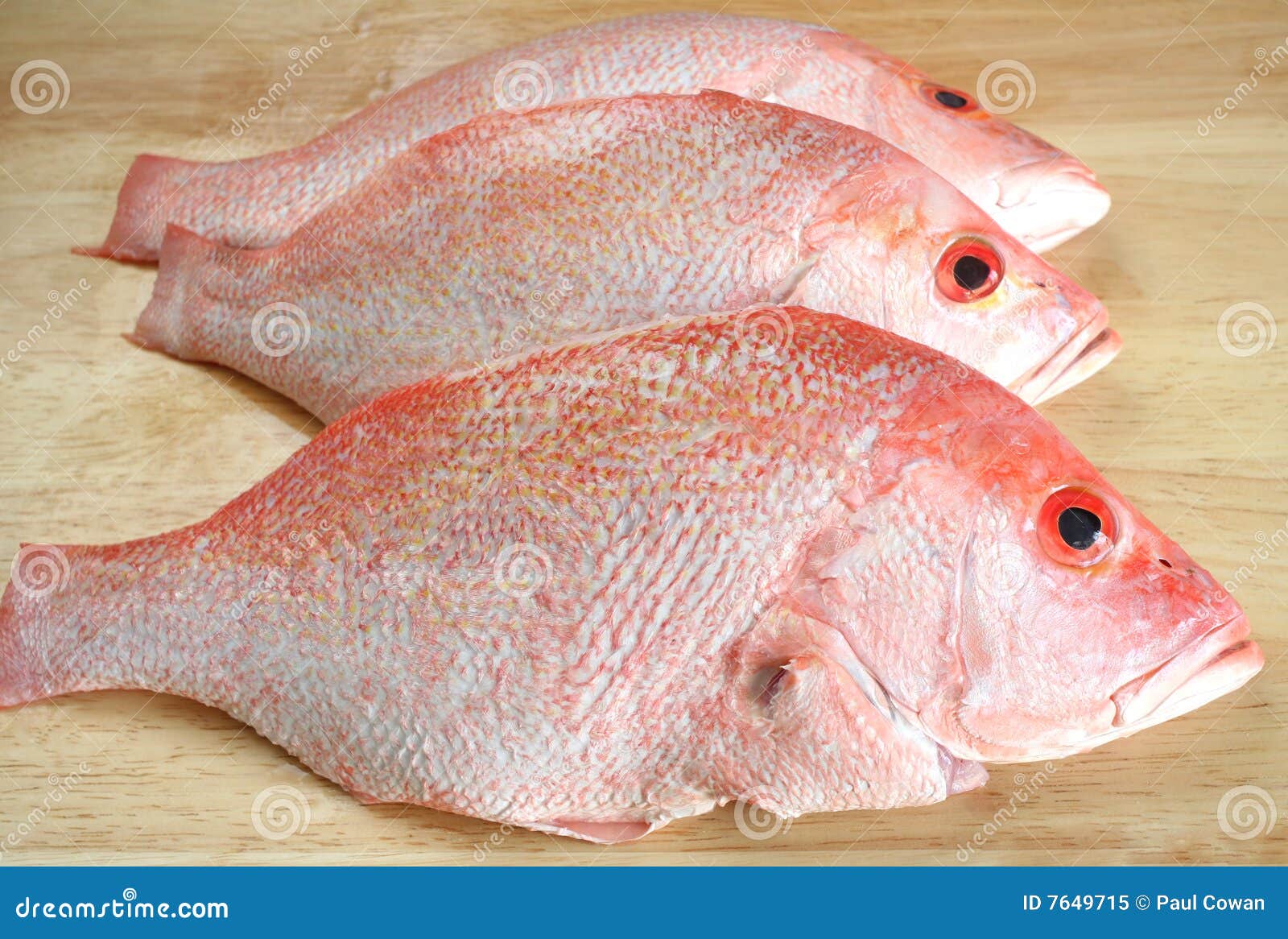 Drie Rode Snapper vissen stock afbeelding. Image of niemand - 7649715