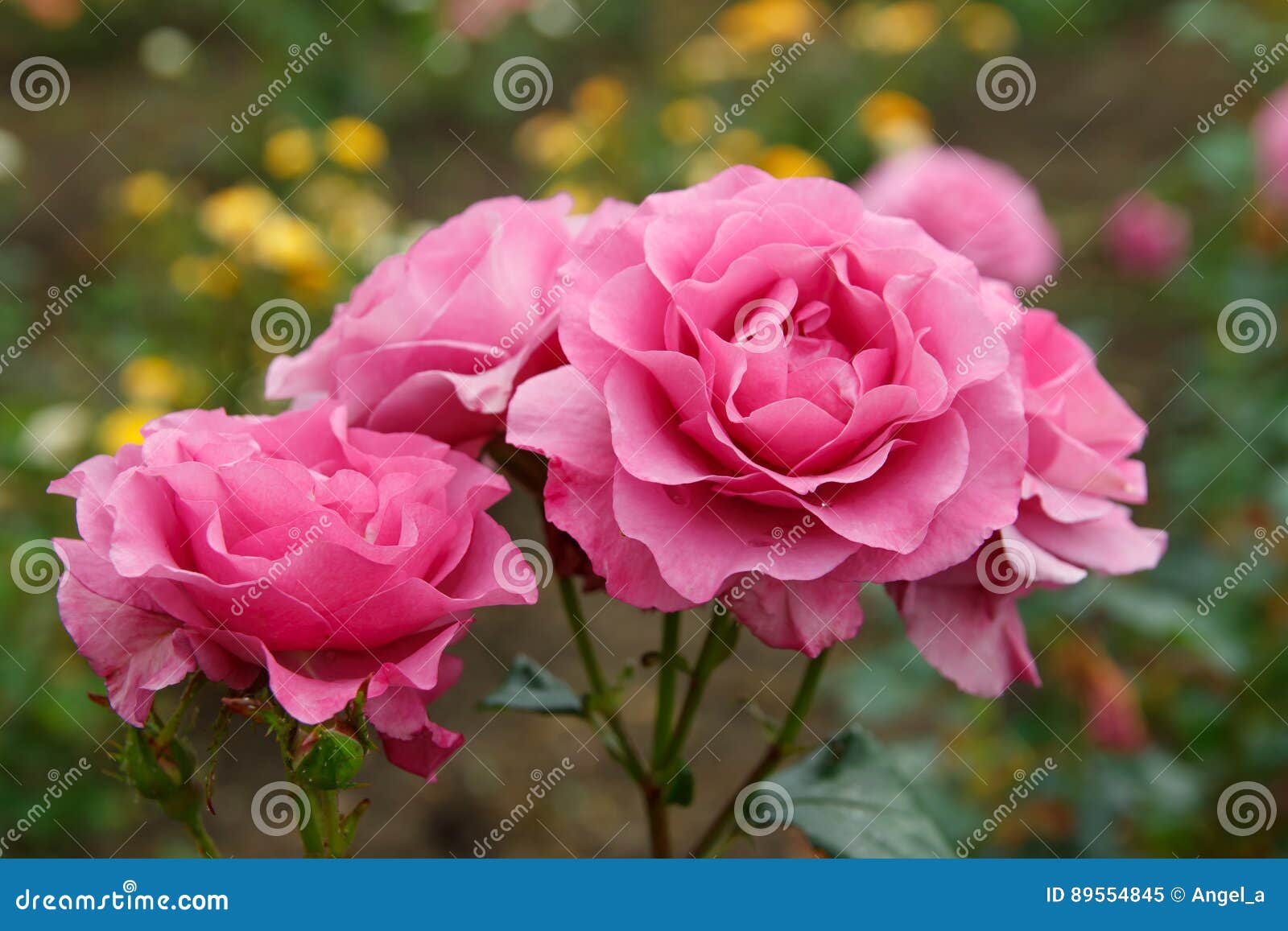 Drie roze rozen op groen stock afbeelding. Image of aroma - 89554845