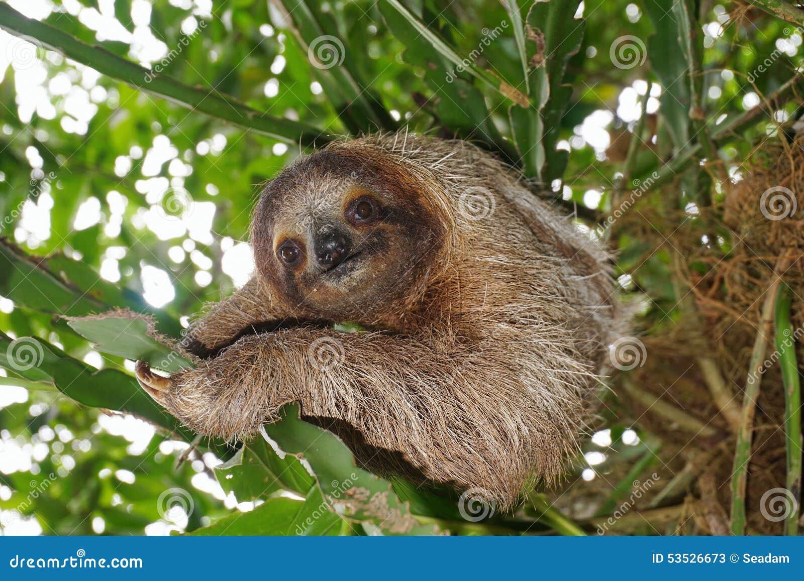 Drie-Toed Luiaard in Het Wildernis Wilde Dier Stock Afbeelding - Image ...