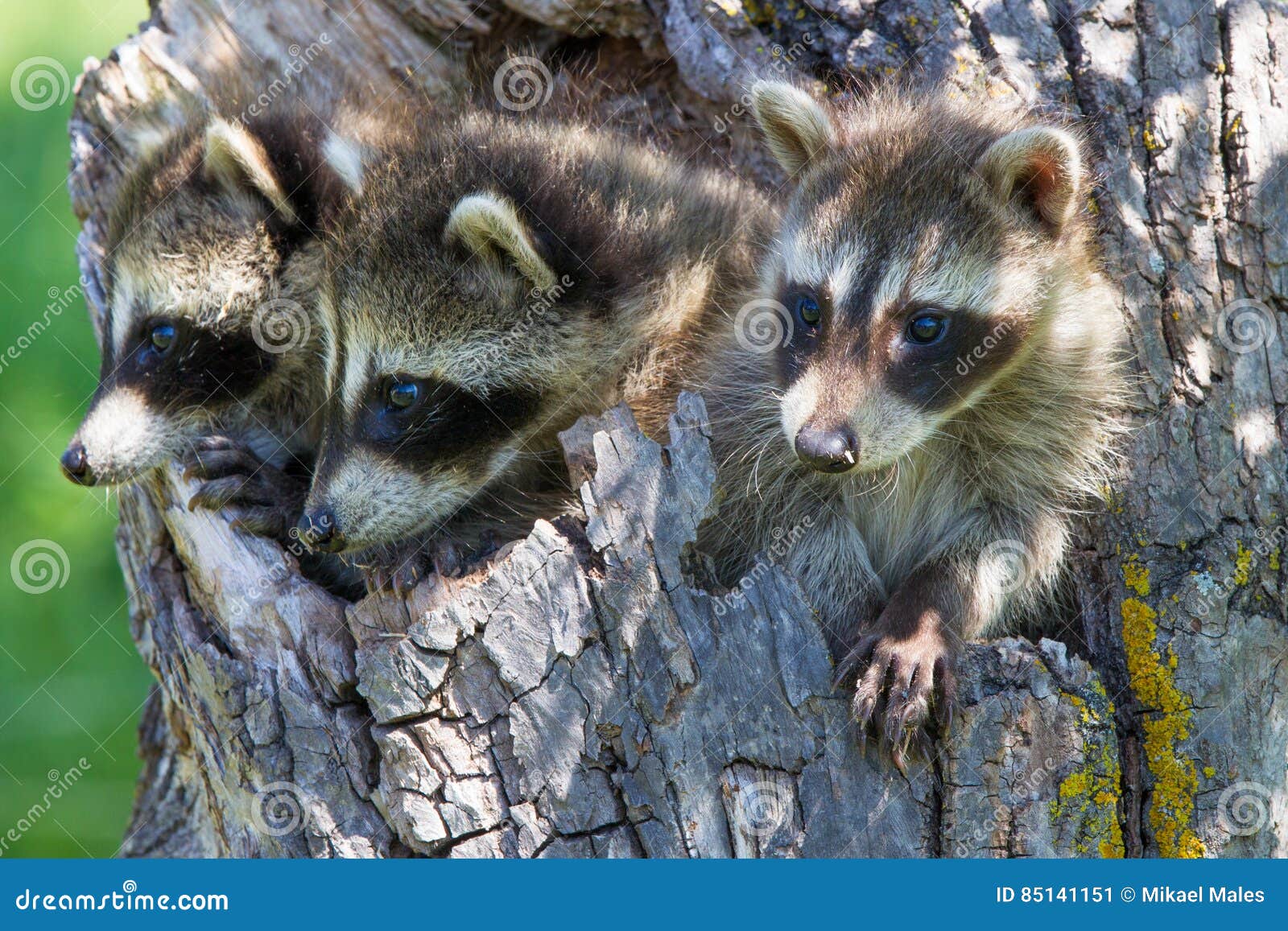 Drie wasberen stock afbeelding. Image of leuk, moeder - 85141151