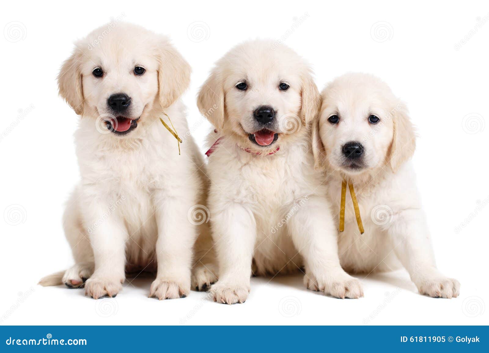 Labrador Retriever Witte Baby 1.138.200+ Puppy Stockfoto's,
