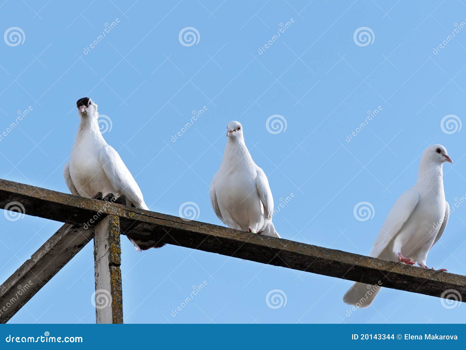 Drie witte duiven stock foto. Image of wapens, onvolmaakt - 20143344